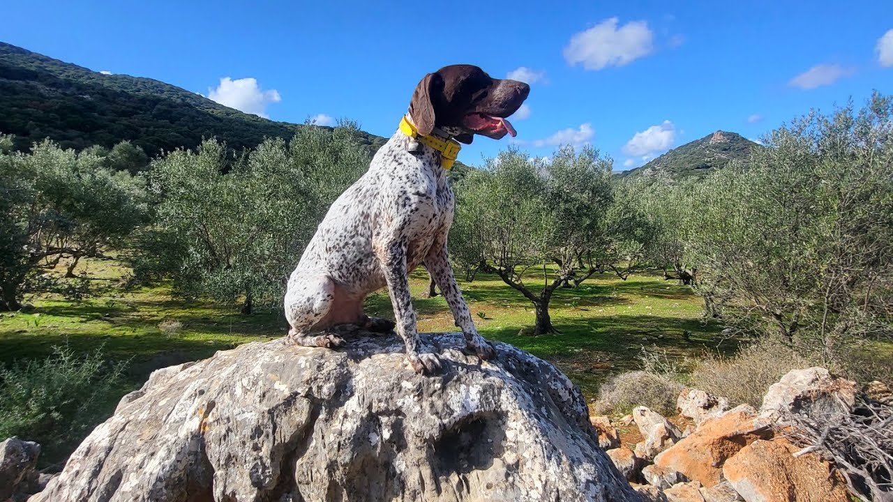 Κυνηγι μπεκατσας με@KurzhaarThettalos#hunting#woodcock#gsp#caccia# ...