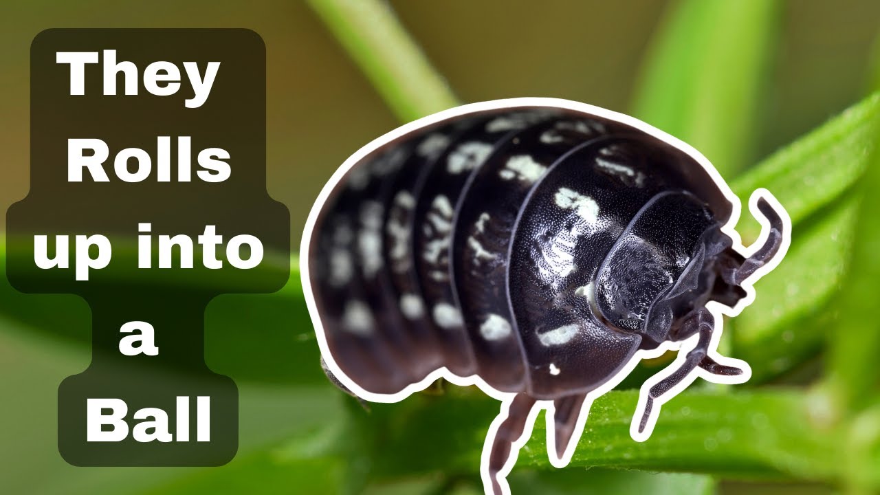 Roly Poly Facts the BUG that ROLLS UP into a BALL - YouTube