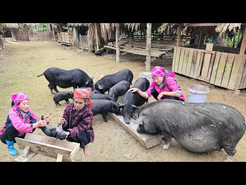 pig castration on the farm and animal care ; farm building / Ban Thi Diet