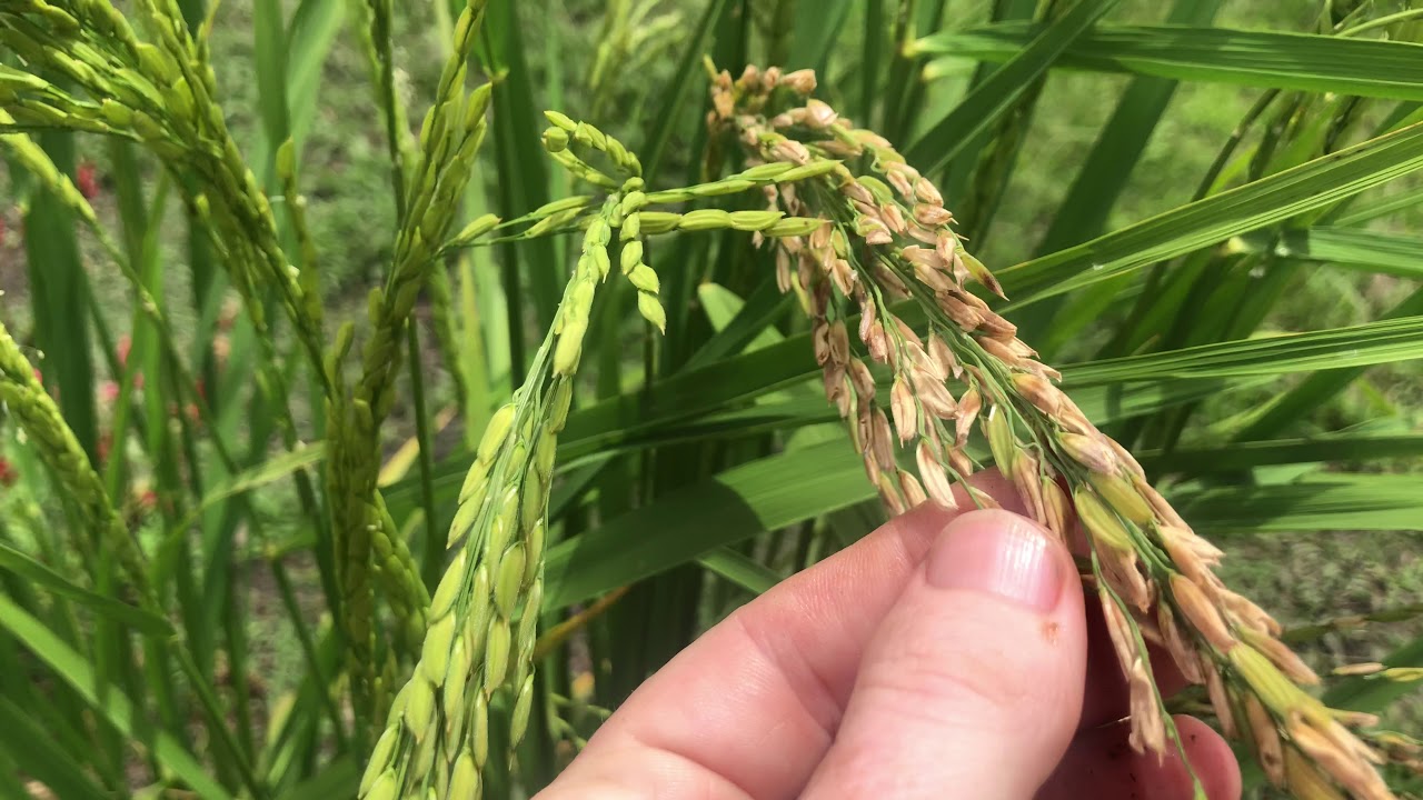 Training: Outreach: How to identify rice in the garden. - YouTube