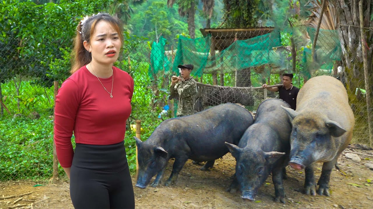 Selling 180KG Pigs After 9 Months of Hard Work | Single Mom Farm Life ...