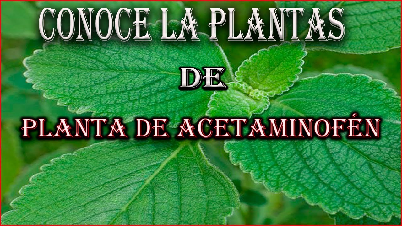 TRANSPLANTES DE PLANTAS ACETAMINOFEN PLANTA MEDICINAL "PLECTRANTHUS ...