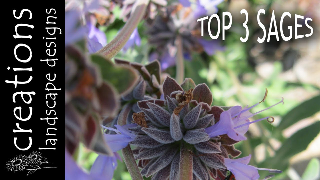 California Sage Plants Varieties