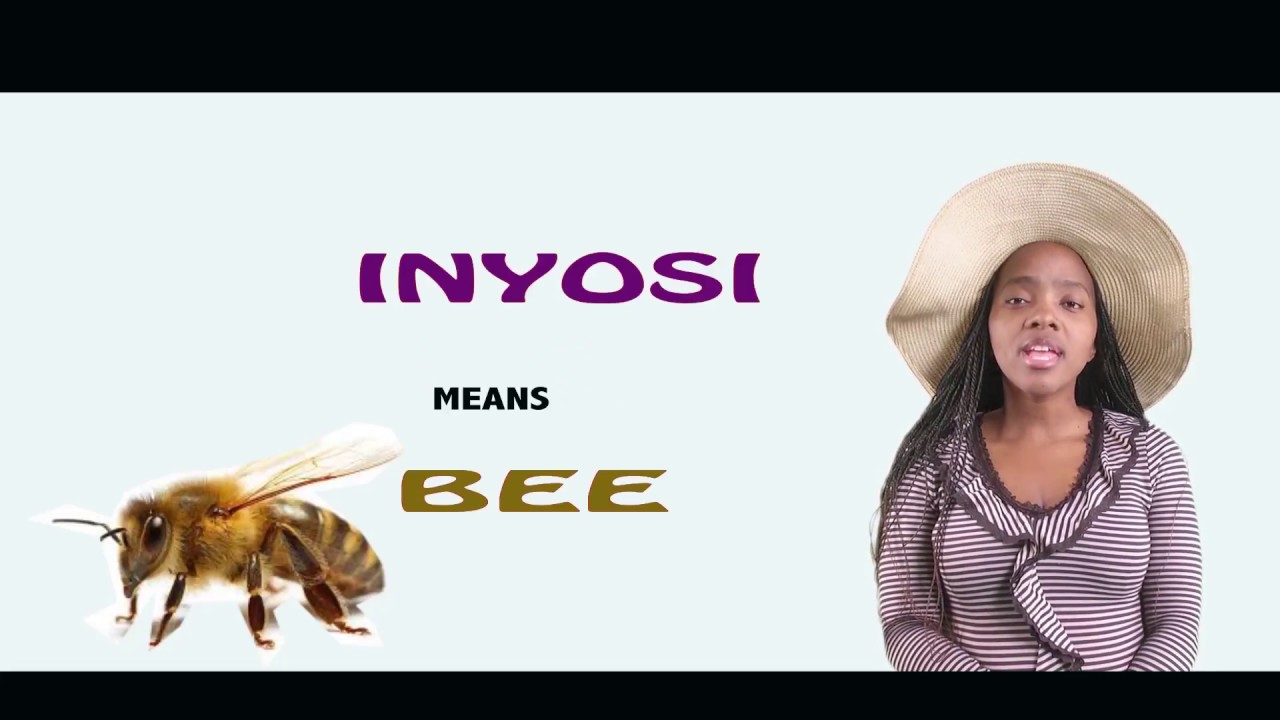 LEARN INSECTS AND REPTILES IN ZULU - YouTube