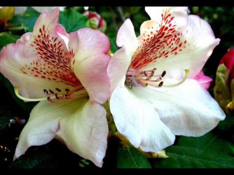 romantik instrumental musiqi