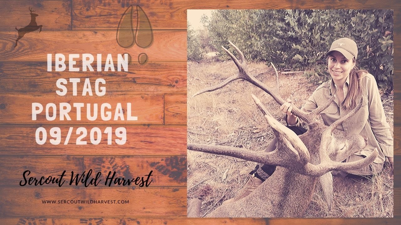 Red Stag In Portugal (Iberian Red Stag) Promo 2020 - YouTube