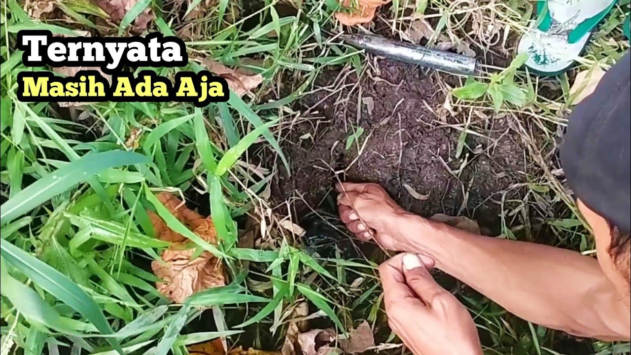 Mancing Belut Di Bekas Jajahan Tukang Setrum - YouTube