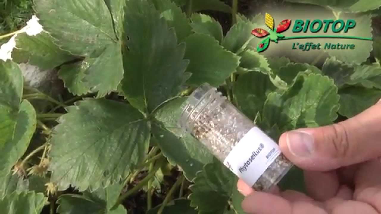 La lutte biologique par BIOTOP - YouTube