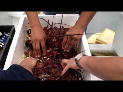 Alive red spiny lobster packing by CSP - YouTube