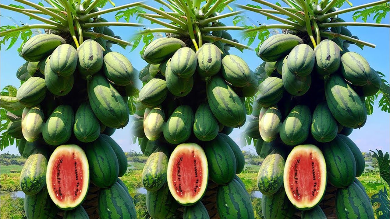 How to Grow Papaya tree With watermelon Make Amazing Result By Using ...