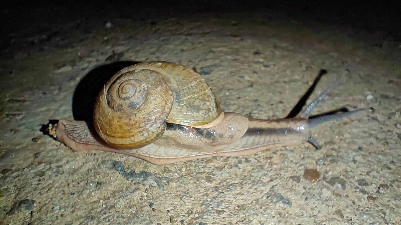Real SNAIL 🐌 Close-up Video #Snail #cutesnail #interesting - YouTube