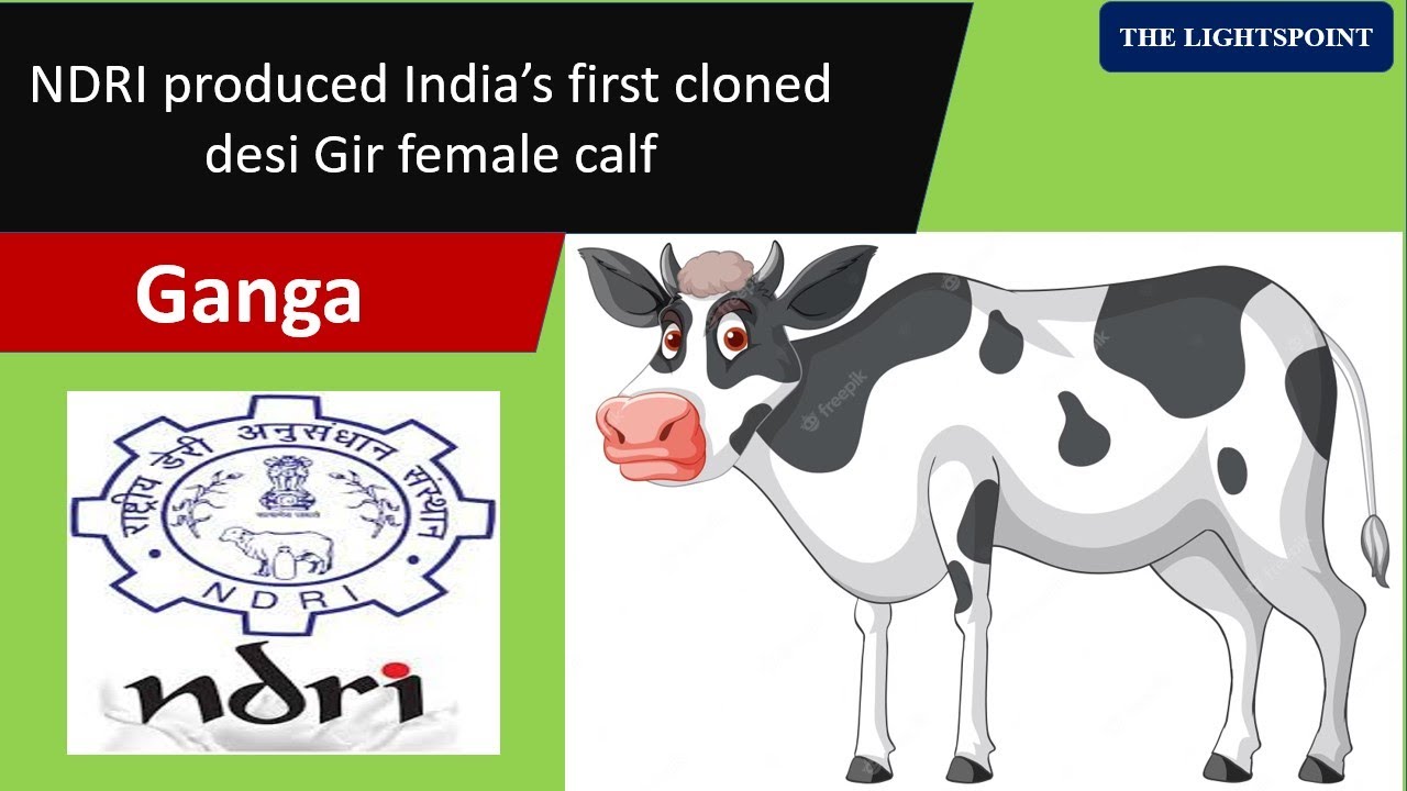 India's first cloned Gir Cow GANGA produced by NDRI || Current Affairs ...
