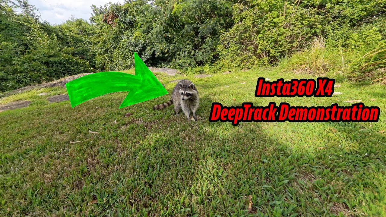 Insta360 X4 Deep Track Demonstration - Raccoon Gnawing on Rib Bones & Stuff - YouTube