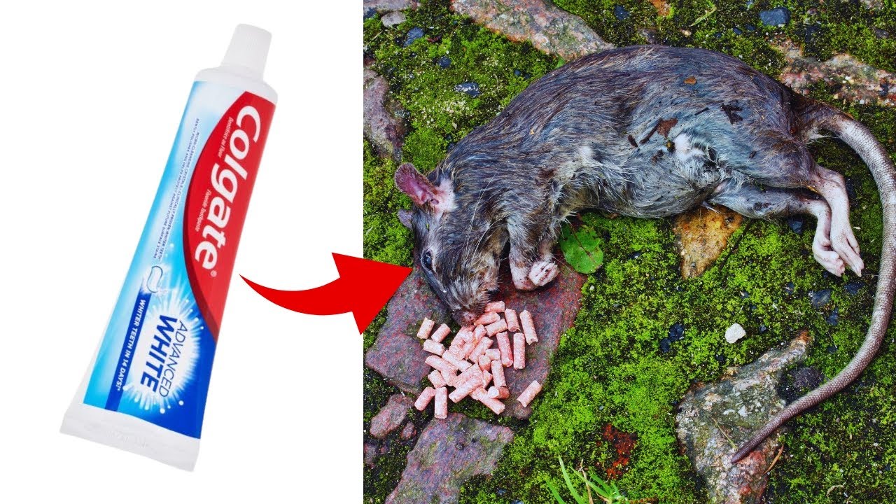 Le dentifrice est tout ce dont vous avez besoin pour vous débarrassez ...