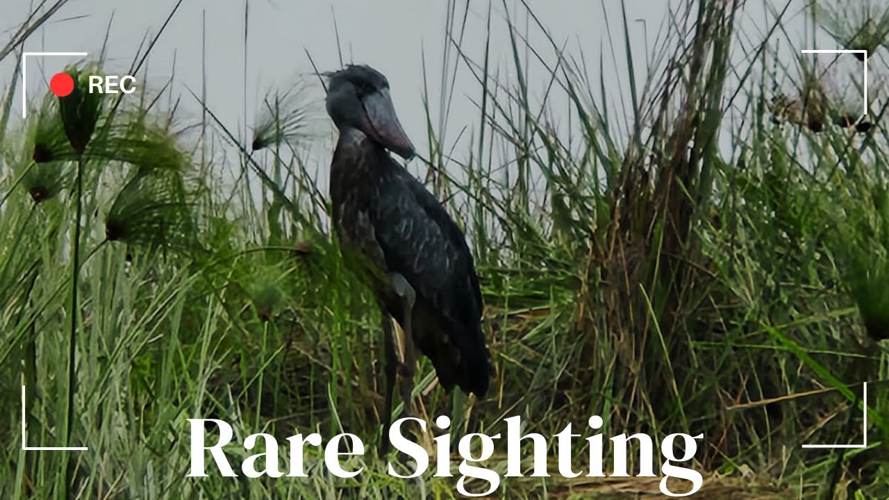 INCREDIBLE Shoebill Stork! + Lake Victoria Lunch | Uganda - YouTube