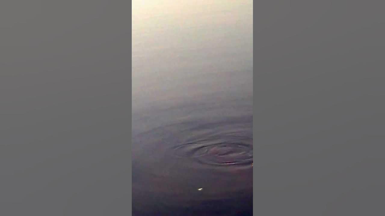 Snapping turtle eating a duck - YouTube