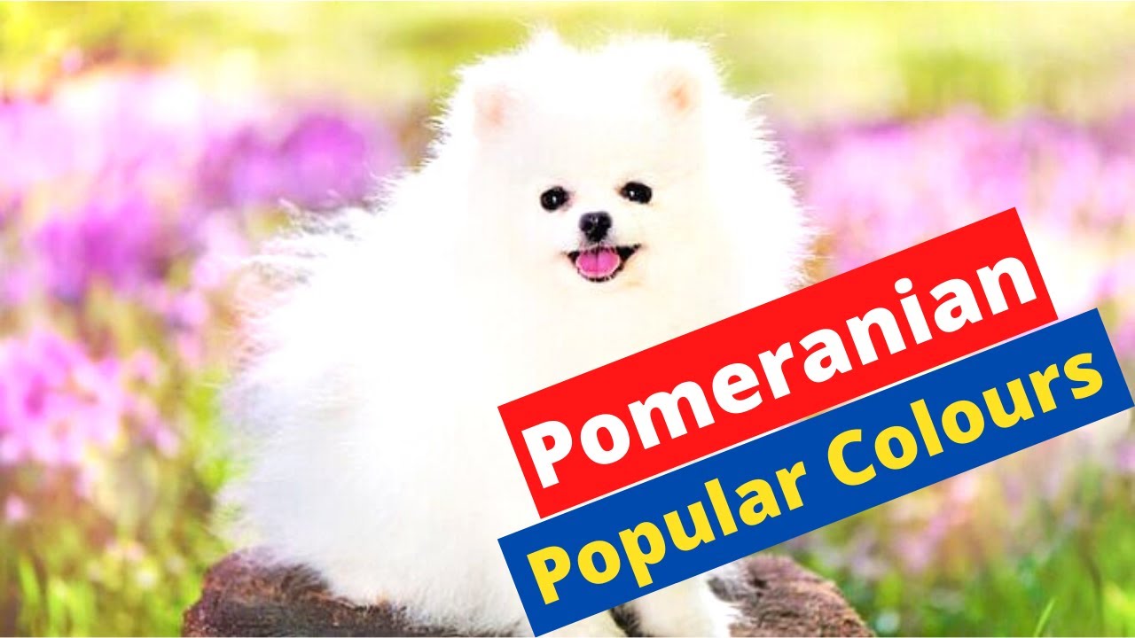 Pomeranian Colors Chart