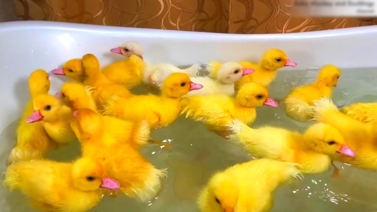 Amazing pekin Duckling Hatching from eggs - New Baby Duck Born - YouTube
