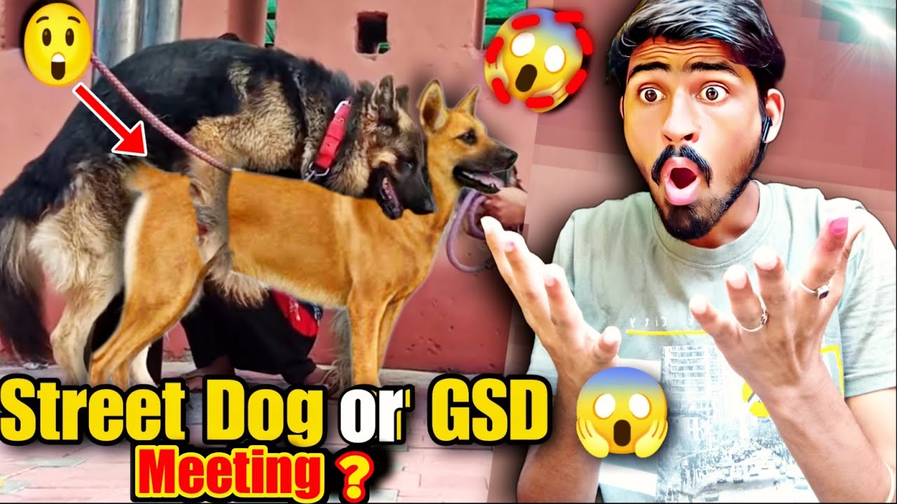 street dog or german shepherd dog meeting karadi ? 😱 l dog pregnancy ...