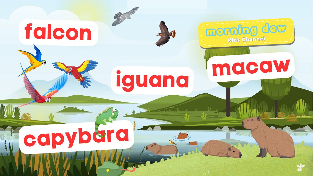 Amazon Animals Series #3 || Learn to read for TODDLERS || Reading ...