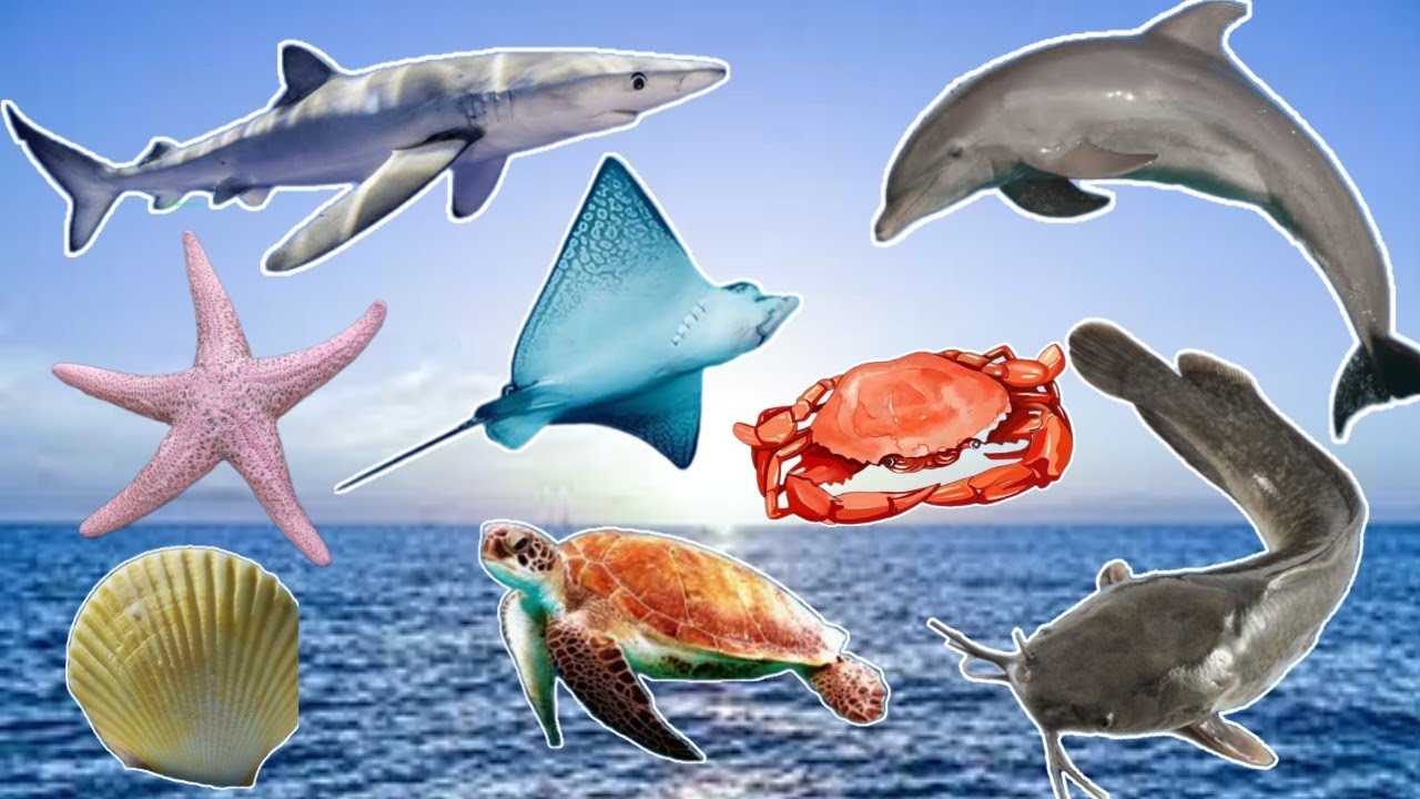 Hewan air: hiu, bintang laut, kerang, penyu, pari, kepiting, lele ...
