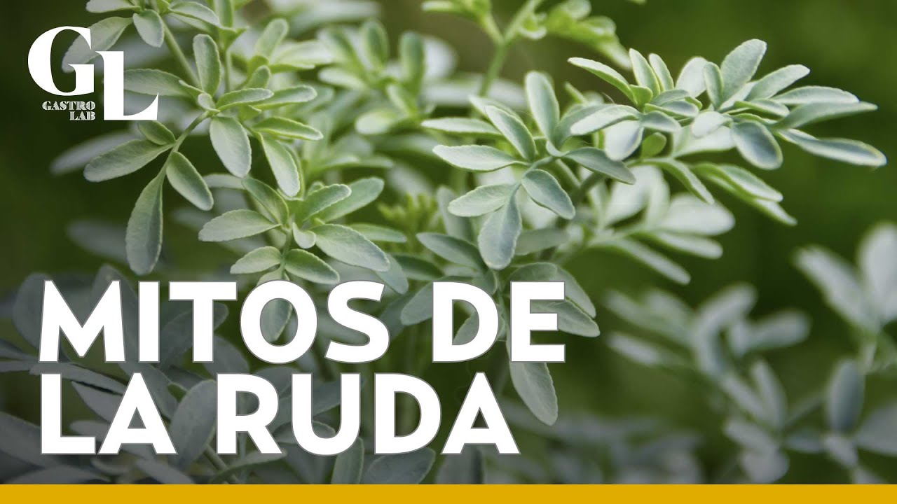 ¡La ruda no es de México! Descubre las propiedades curativas y ...