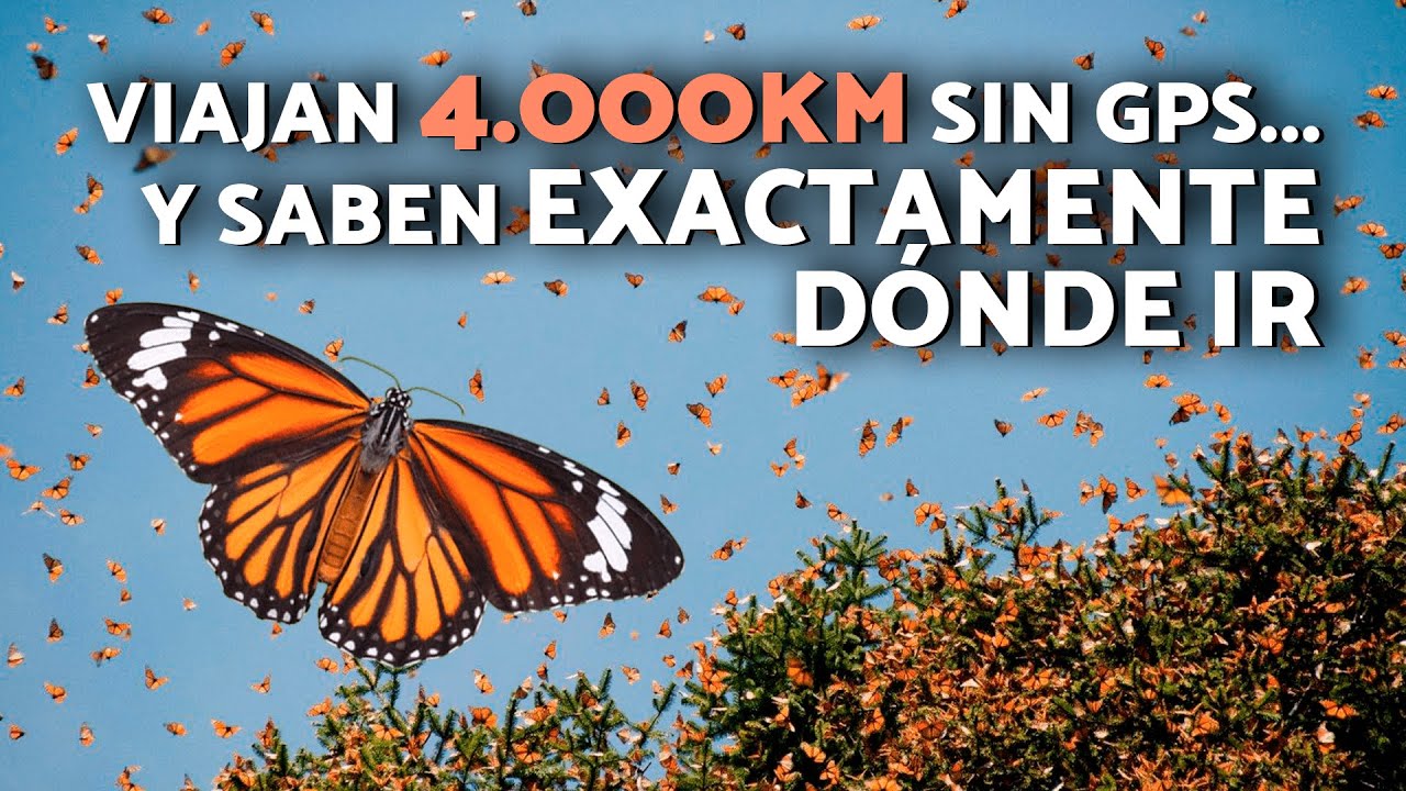 Así es la impresionante MIGRACIÓN de la MARIPOSA MONARCA 🦋 ¡Cruzan ...