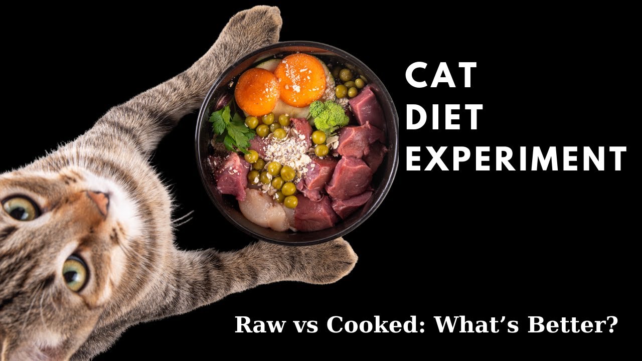The Pottinger Cat Experiments | How Diet Changed Generations of Cats ...