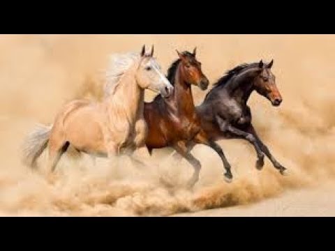 ATLARIN ÖZELLİKLERİ VE GÜZELLİKLERİ