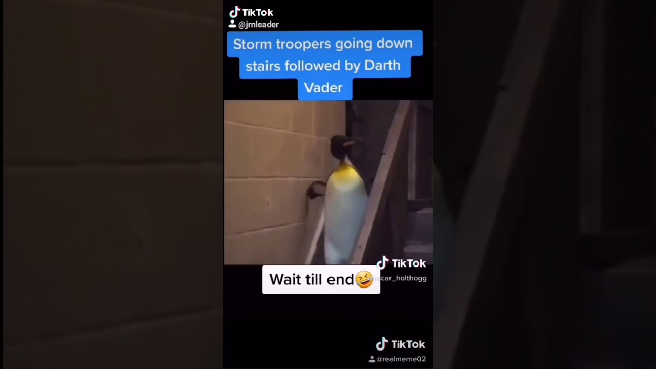 Darth penguin tiktok ( funny😂😂😂) - YouTube