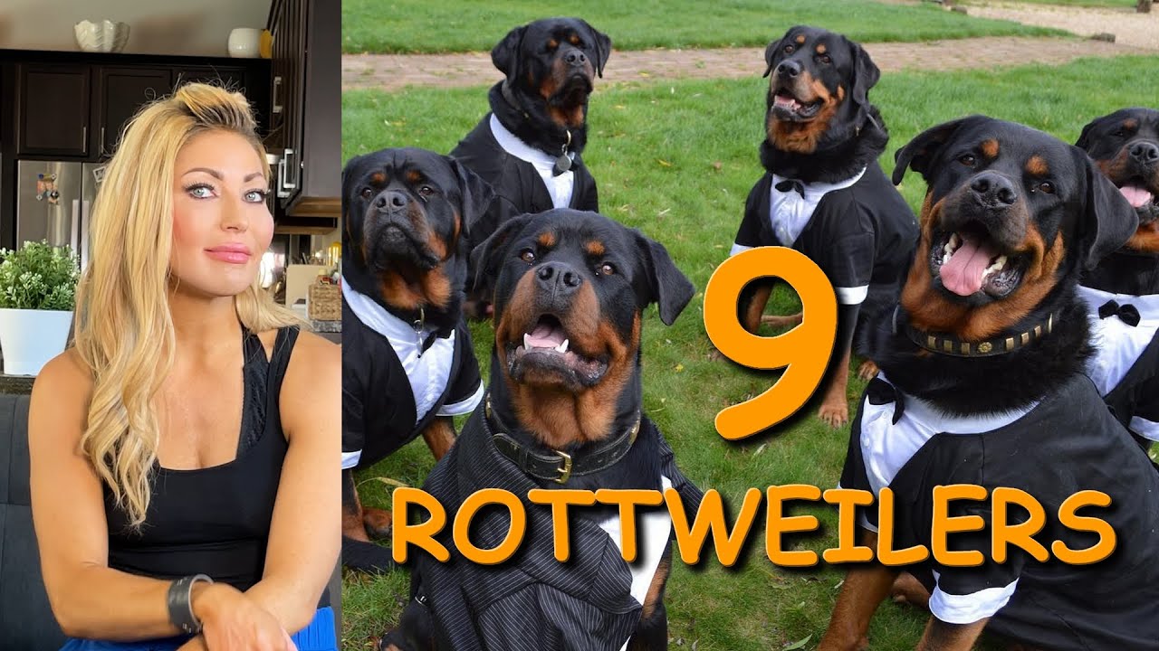 Imagine Living With 9 Rottweilers - YouTube