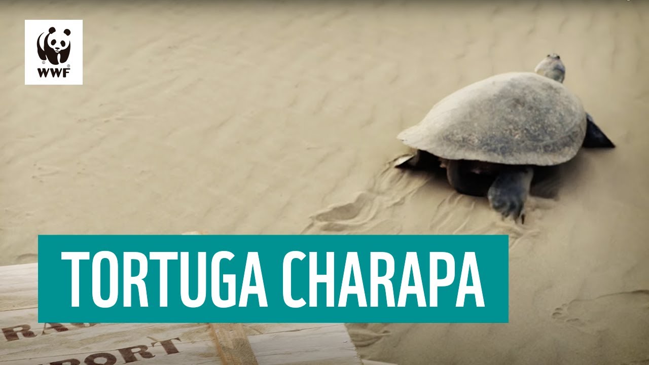 Tortuga Charapa, conservando las especies - YouTube
