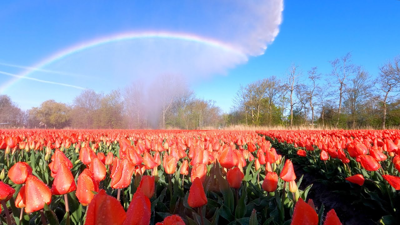 Amazing Tulip Fields in 4K - YouTube