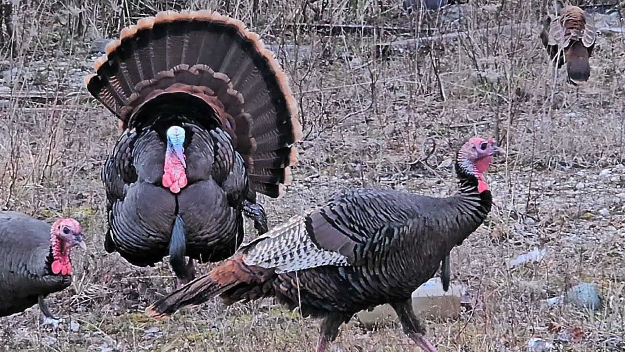 Eastern Wild Turkeys, Tom rules the flock (with help) - YouTube