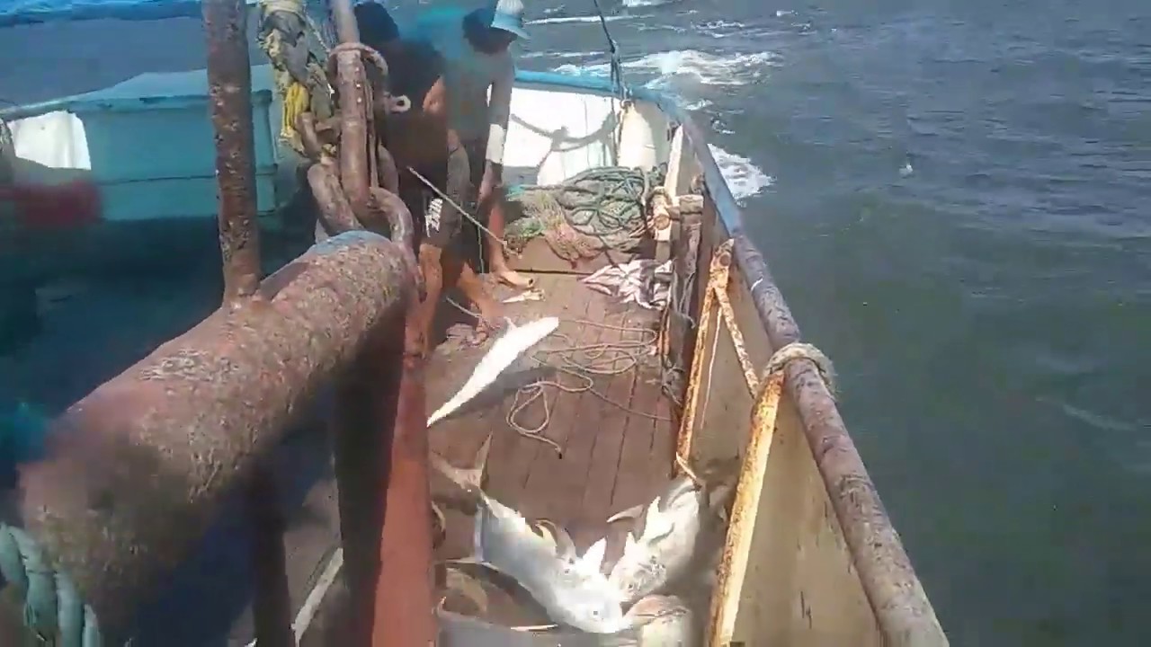 Panen ikan kuwe gerong || Mancing Heboh Nelayan panen Ikan GT - YouTube