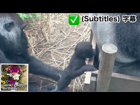 Santaro sniffing his beloved dad’s butt. Today is Genki’s 40th birthday.| Momotaro family, gorilla