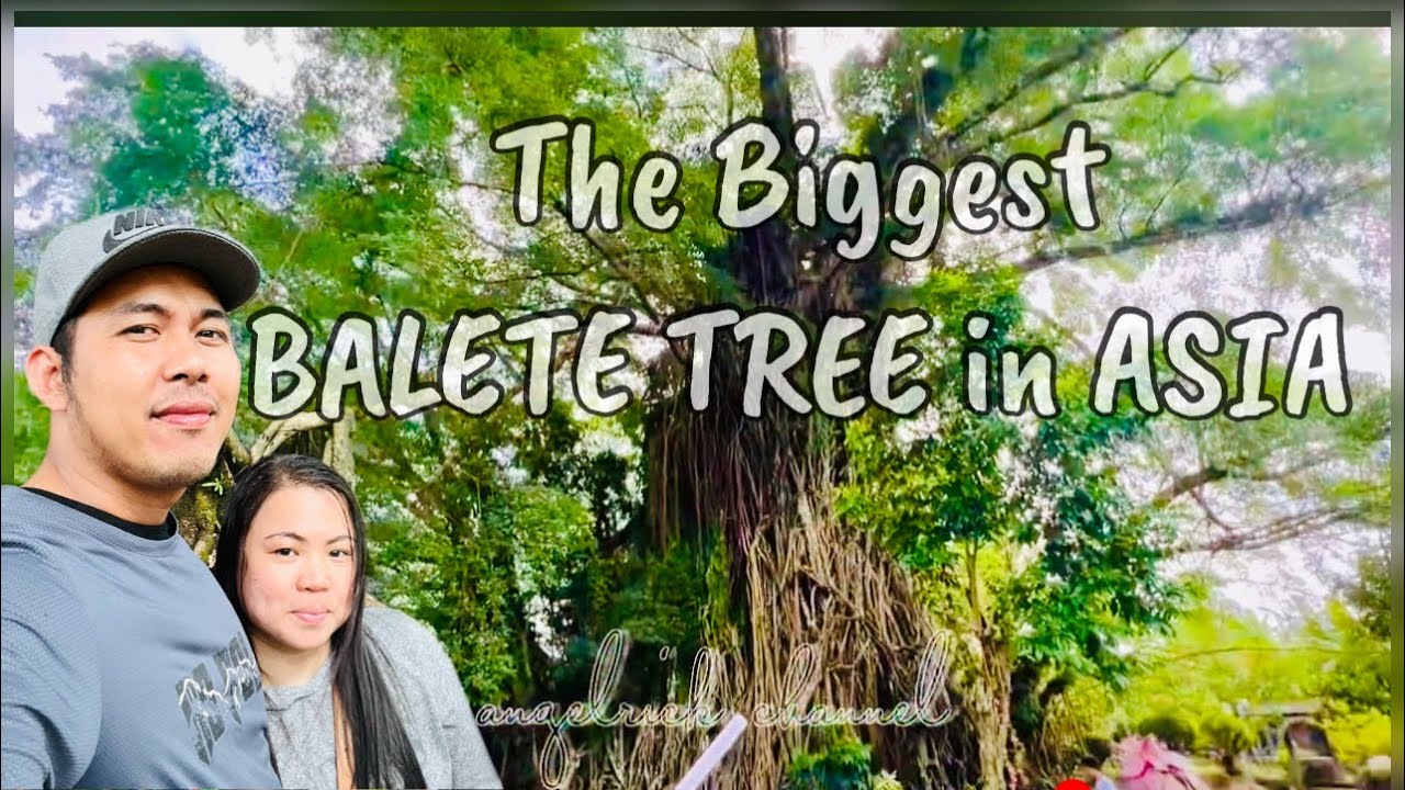 The Biggest Balete Tree in Asia #roadtrip - YouTube