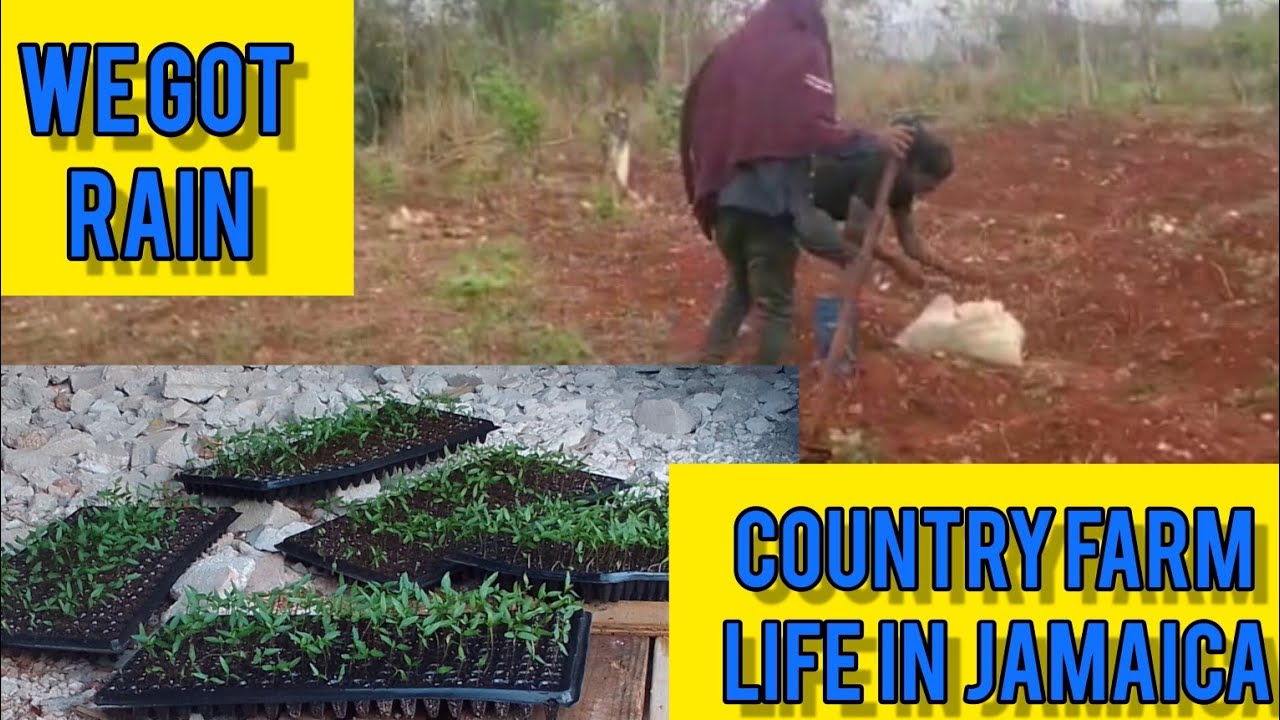 FARMING IN JAMAICA IN 2023 / COUNTRY FARM LIFE IN JAMAICA - YouTube