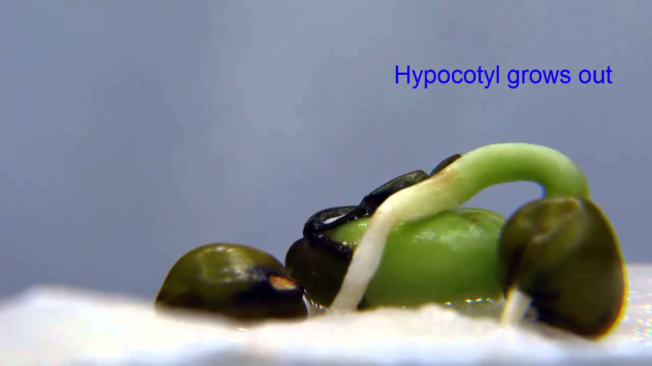 Germination Process 1 - YouTube