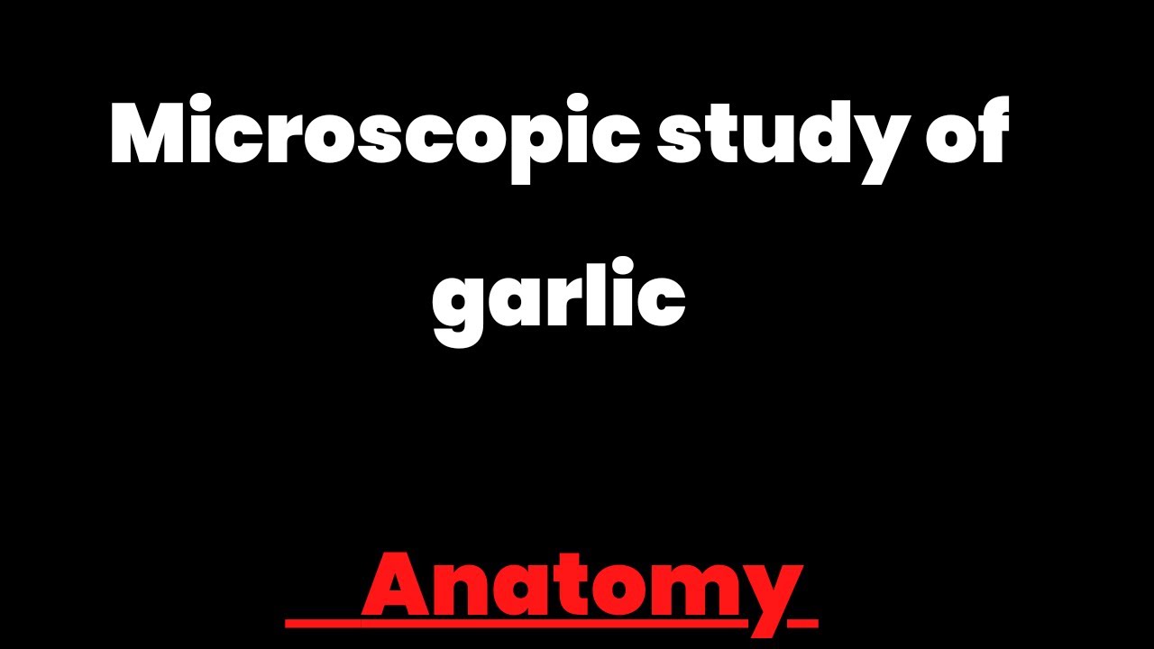 Microscopic study of Garlic |Anatomy - YouTube