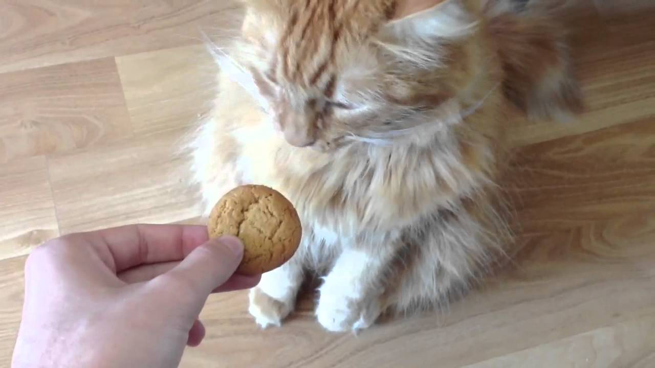 Ginger Snaps for Ginger Cats - YouTube