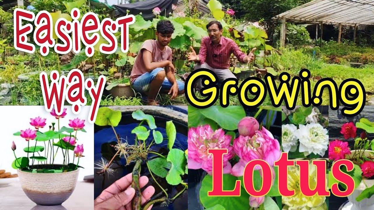 Grow Lotus at home most Easily. Learn the Process from Nursery - YouTube
