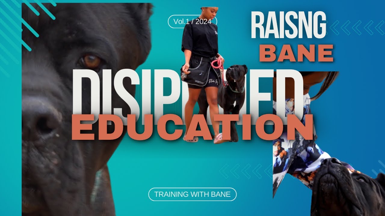 Unleashing Bane's Potential: Cane Corso Takes on a New Trainer! - YouTube