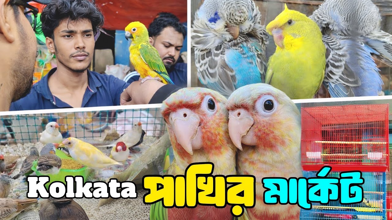 আজকে পাখি দেখেই লোভ লাগবে 😲 | Kolkata Bird Market | Gallif Street Bird ...