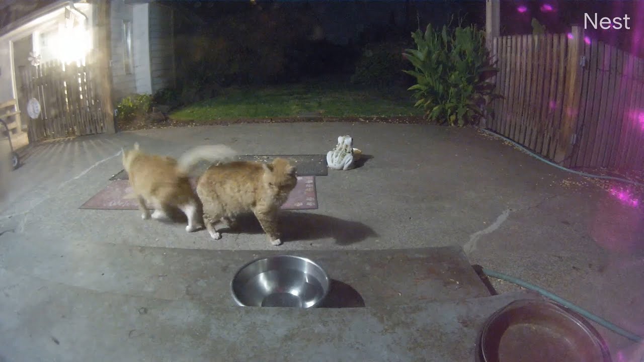Feral cat flashback - Skittie Kitty smacks Squinty Boo with her tail as ...