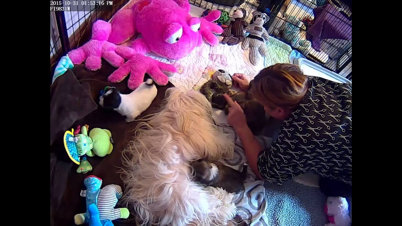 Rox Pups Me And Pup Kiss Frog - YouTube