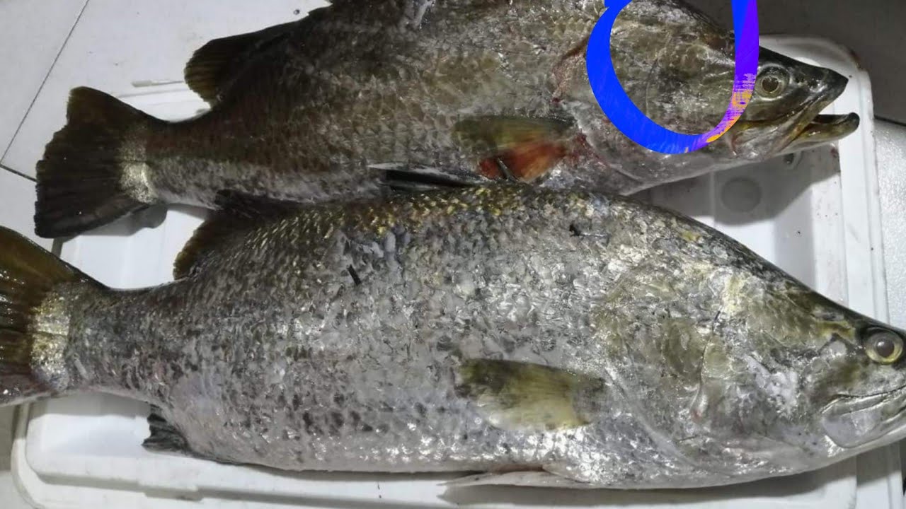 isdang tumatalon #Seabass - YouTube
