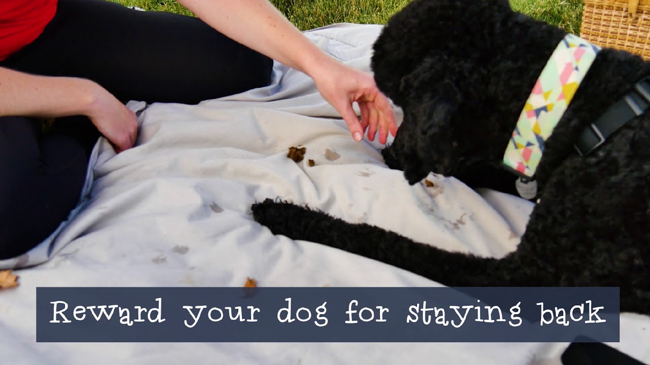 Best way to teach your dog self control | Dog Training under 1 minute ...