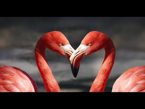 Nedir bu sevgililer günü? (Valentine's Day)
