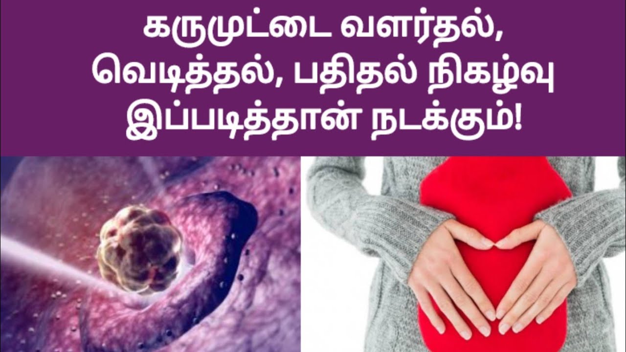how baby form and implant in tamil | fast pregnancy tips in tamil | get ...